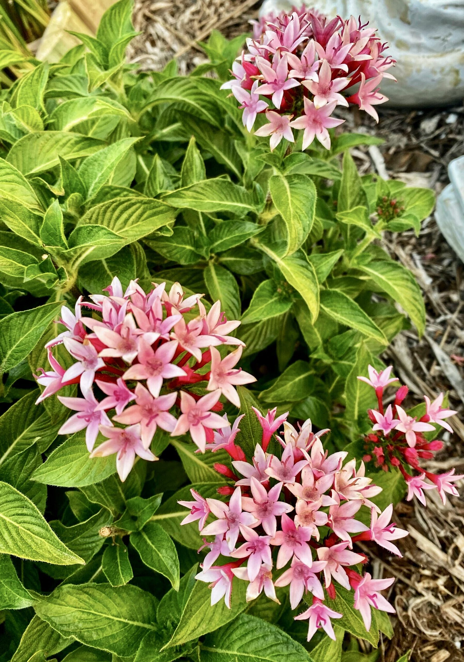 About | Pardon Your Garden