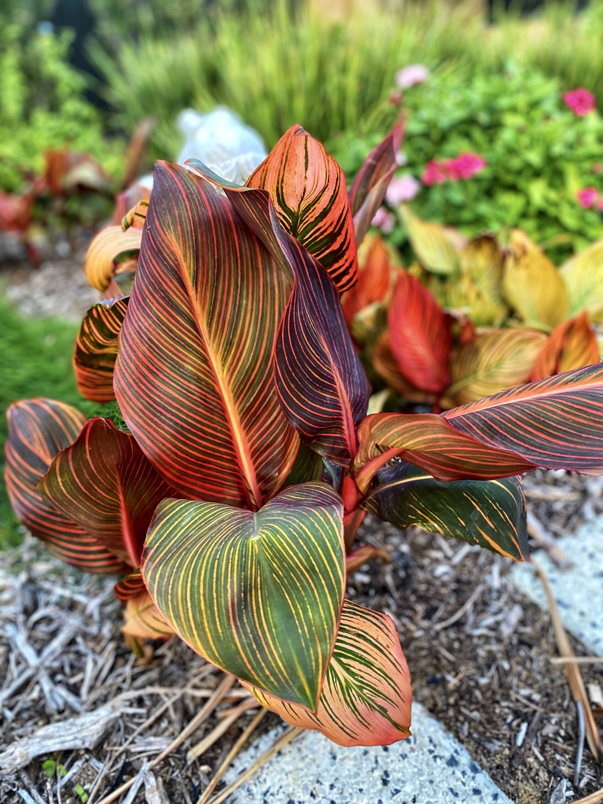 Gardening Service Perth | Pardon Your Garden