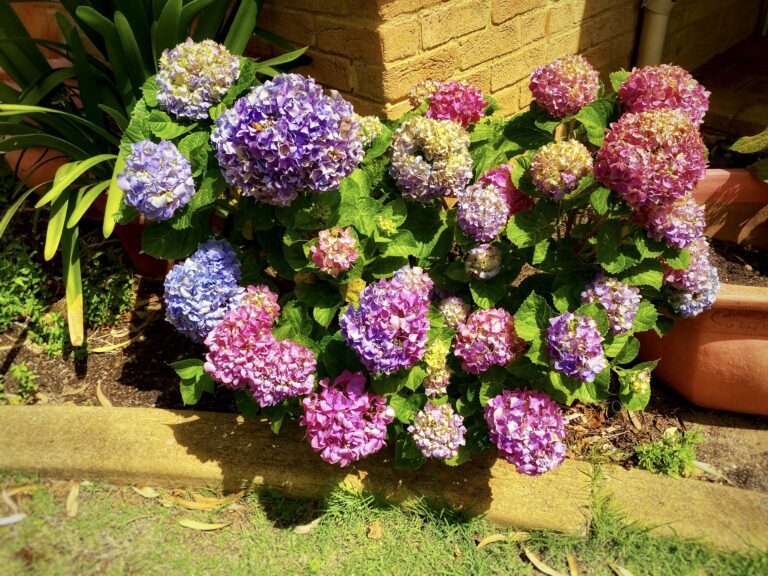 Gardening Service Northern Suburbs Perth | Pardon Your Garden