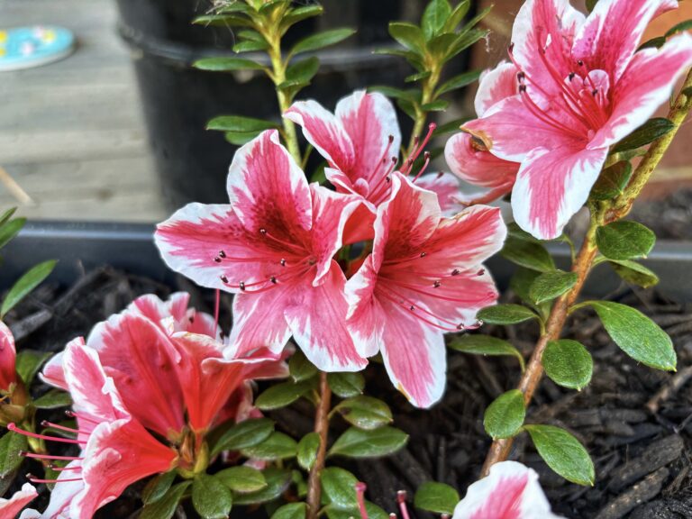 Gardening Service Perth - Pardon Your Garden