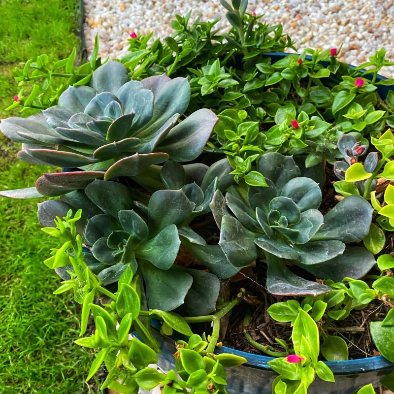 Pardon Your Garden - Gardening Service Perth